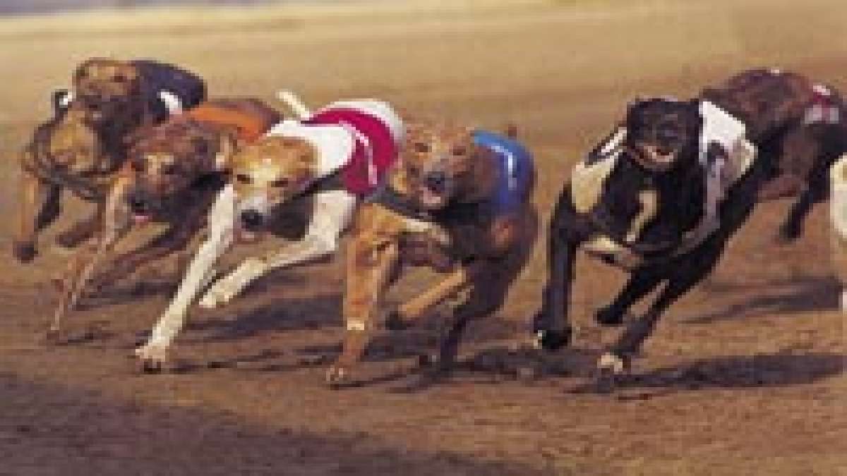 Punjabi Dog Race - Boldsky.com