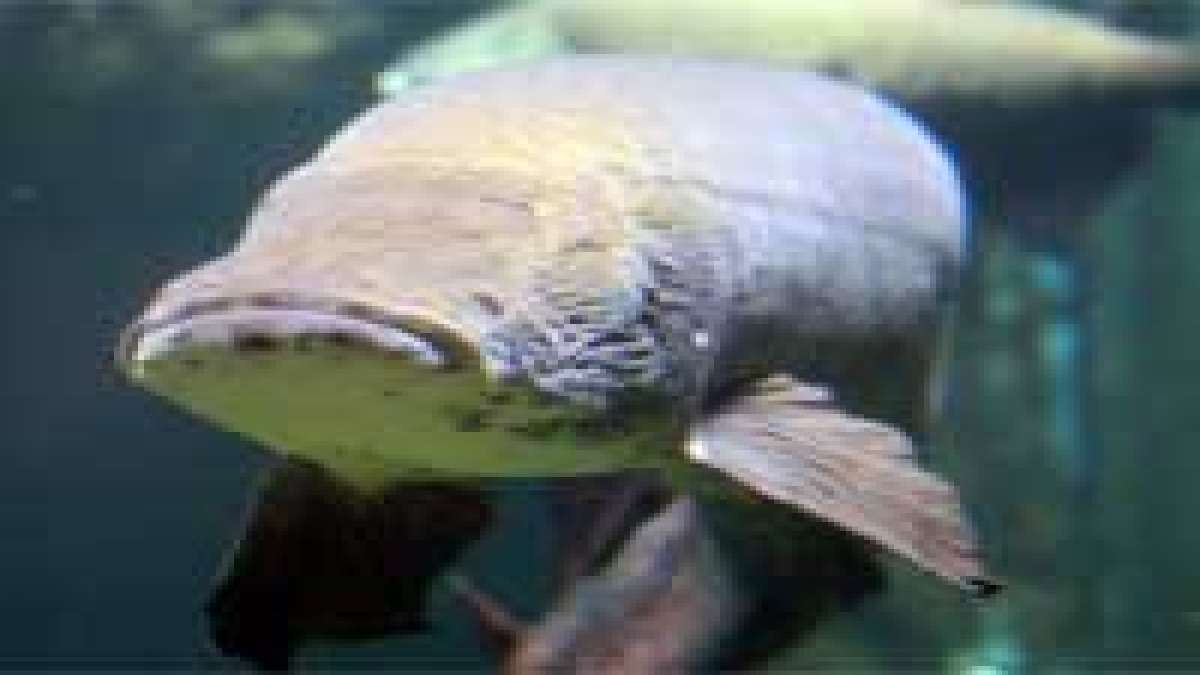 Largest Fish In World Is The Arapaima - Boldsky.com