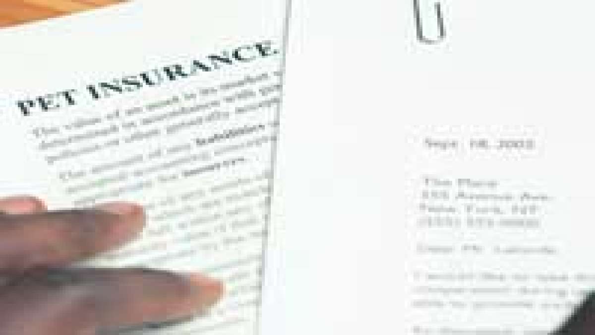 Pet Insurance, Policy And Types - Boldsky.com