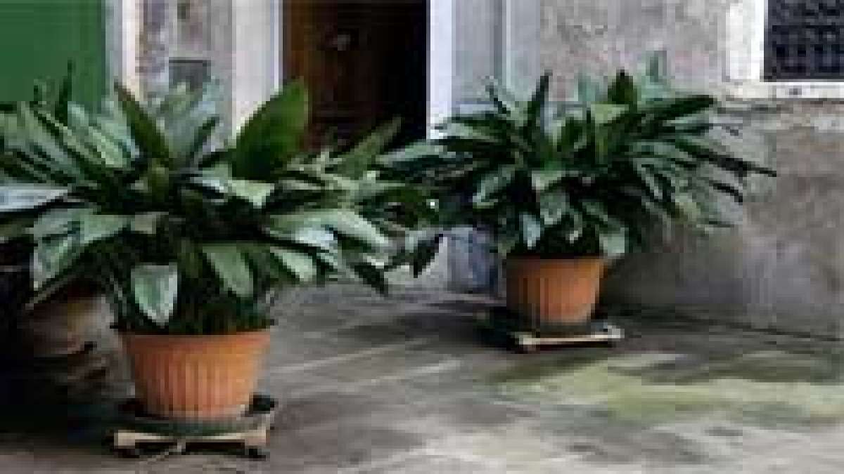 Aspidistra Plant Care And Tips - Boldsky.com