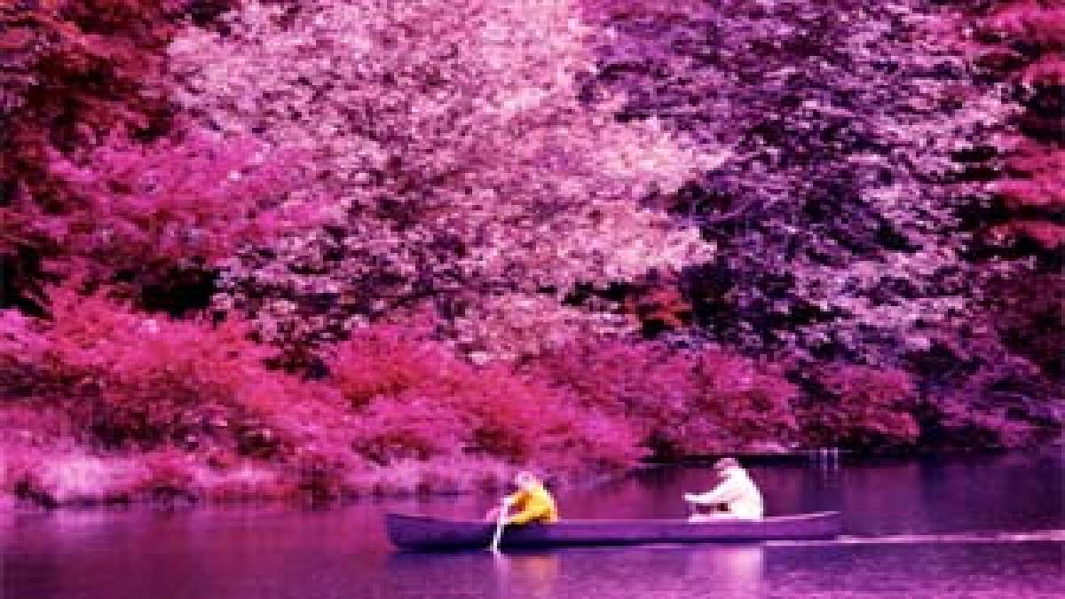 National Pink Day: Interesting Facts - Boldsky.com