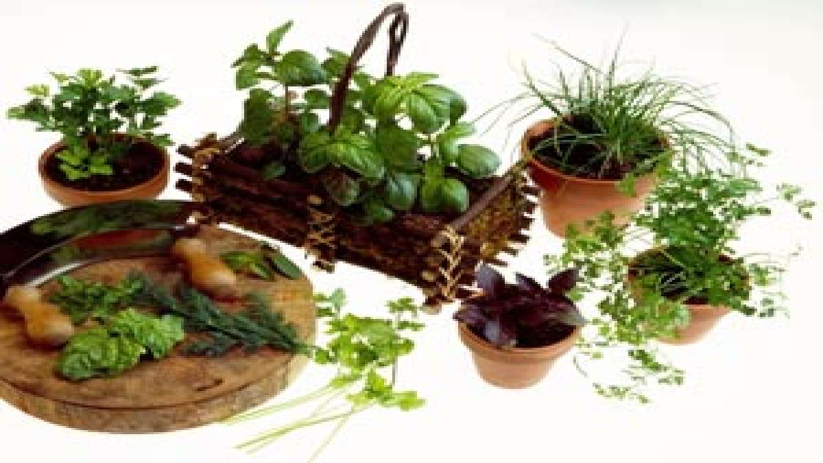 4 Common Spices That Can Grow In Your Garden - Boldsky.com