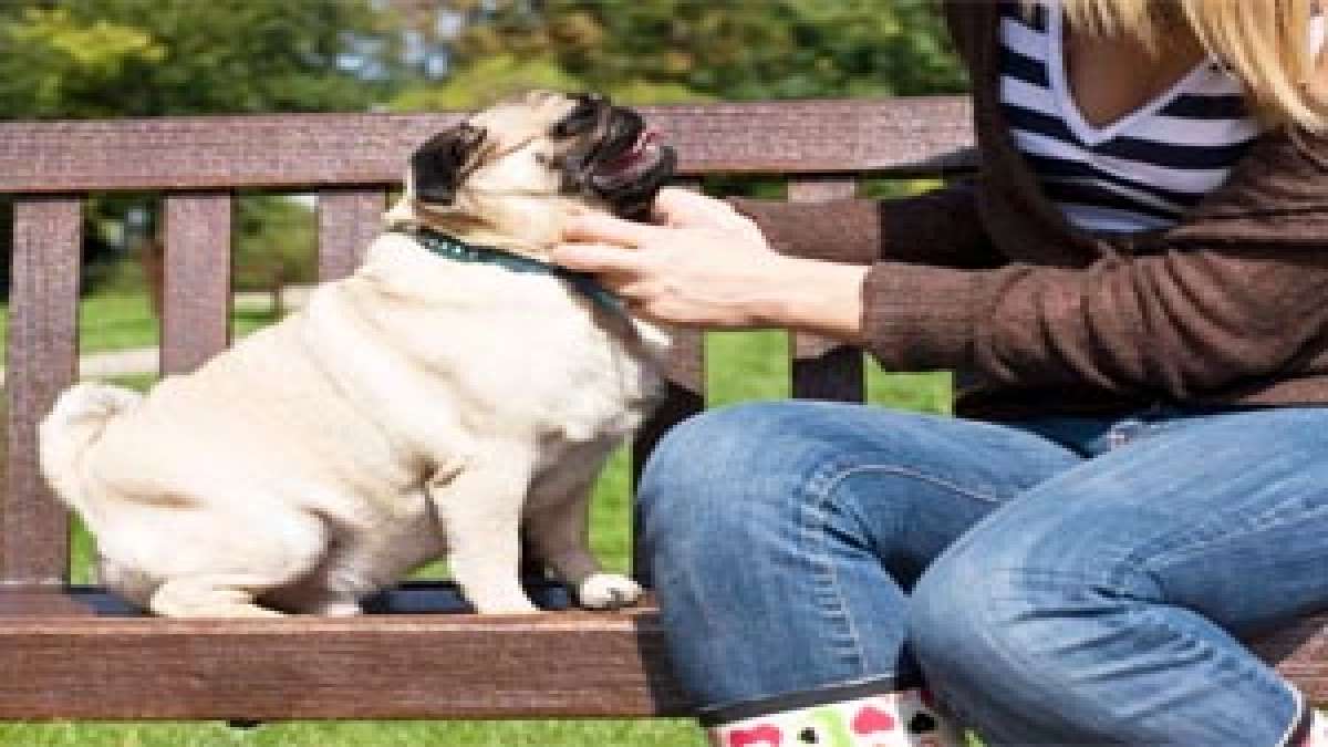 Tips To Deal With Pugs Health Problems - Boldsky.com