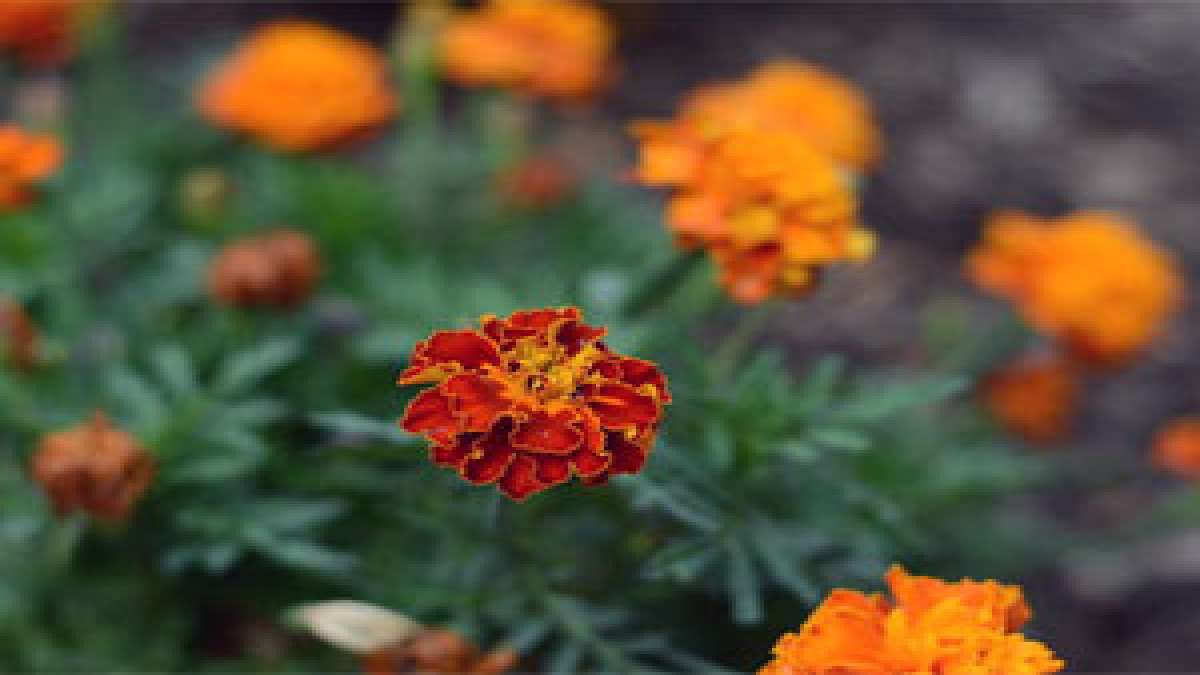 Easy To Grow Puja Flowers! - Boldsky.com