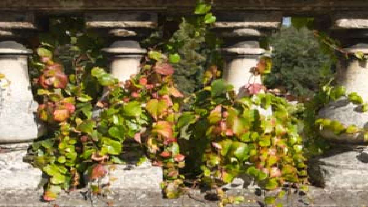 Climber Plants To Grow In Fall! - Boldsky.com