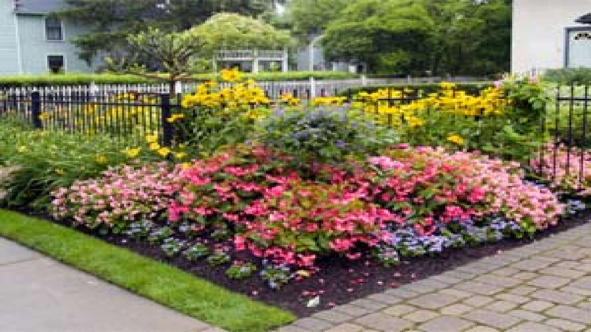 5 Easy To Grow Flower Plants - Boldsky.com