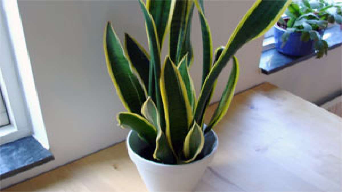 Apartment Garden: Top 5 Low Light Plants - Boldsky.com