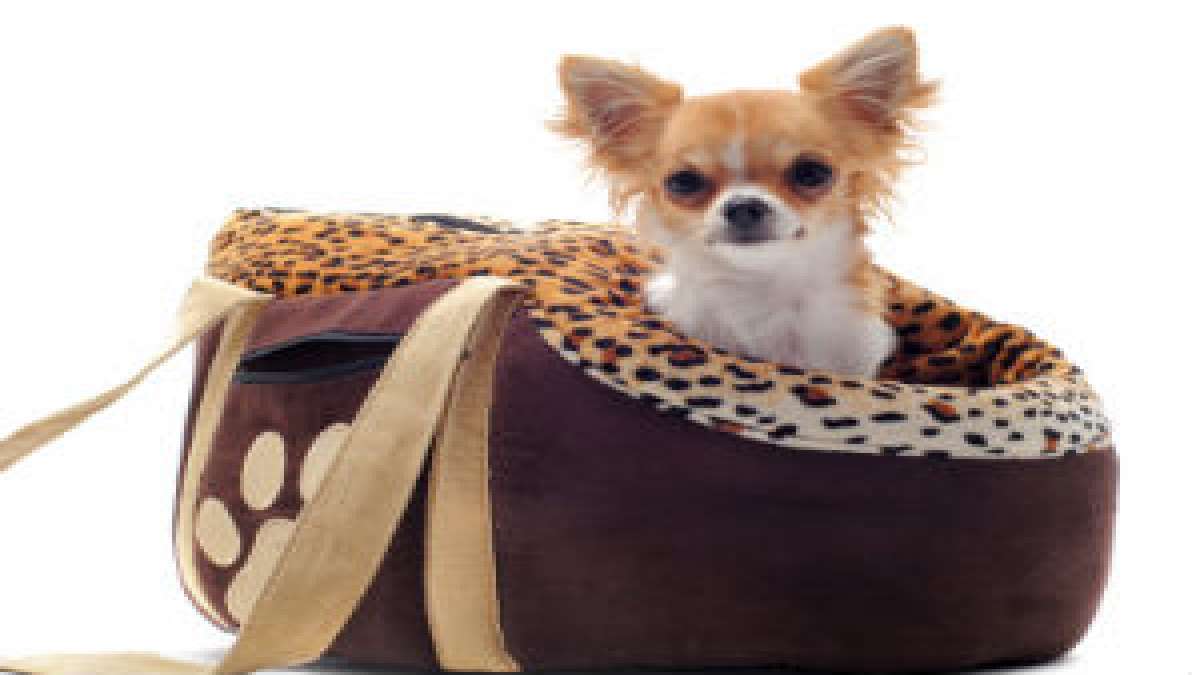 Best 5 Feminine Dog Breeds - Boldsky.com