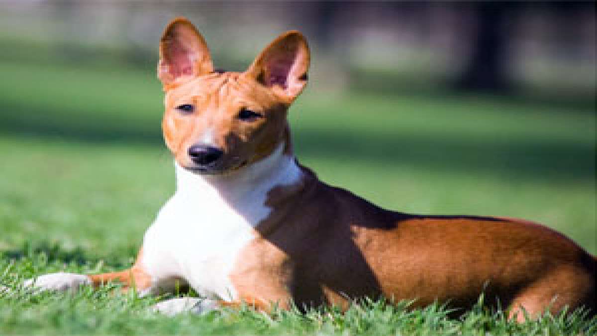 Top 3 Quiet Dog Breeds For Home - Boldsky.com