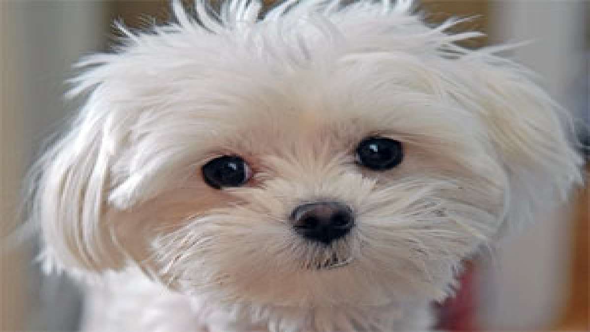 Top 4 Furry Dog Breeds! - Boldsky.com