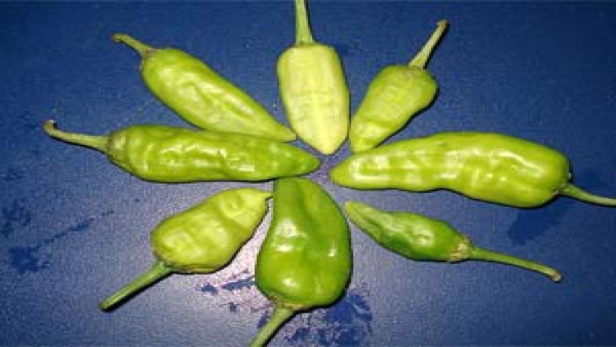 Bharwa Mirchi With Besan Recipe - Boldsky.com