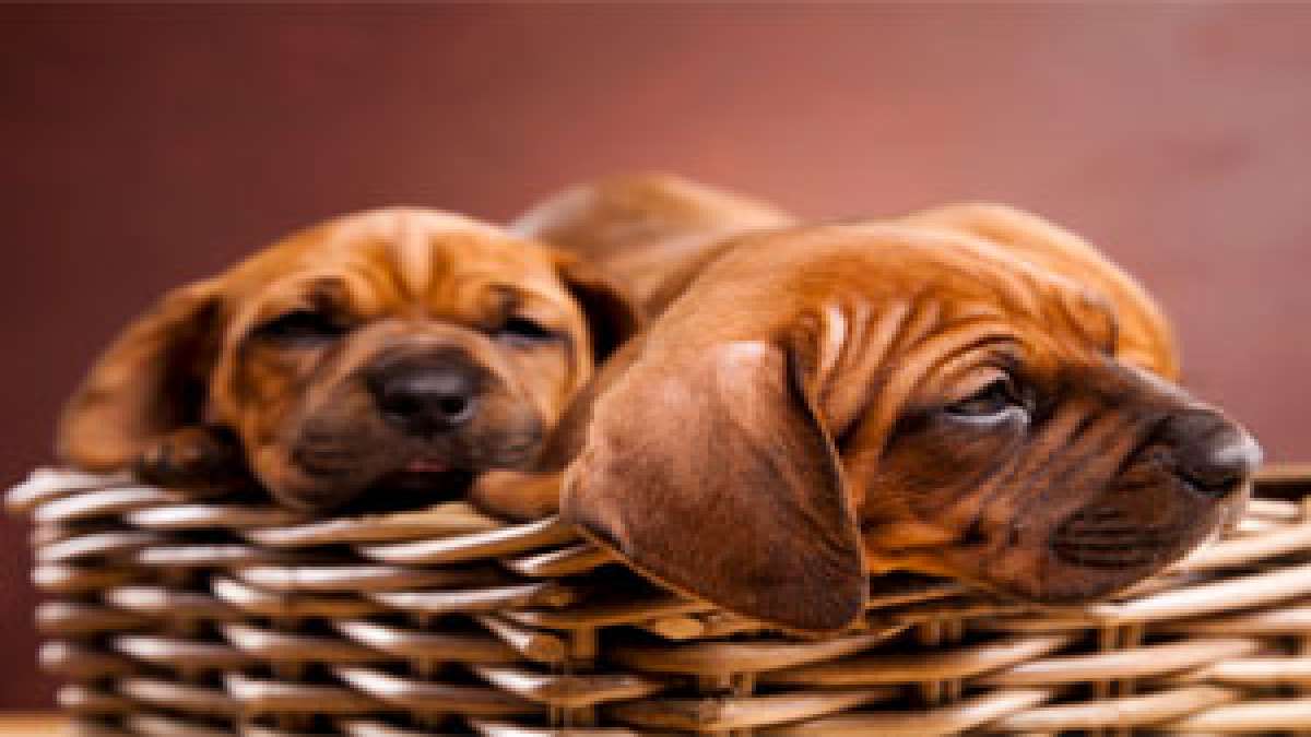 4 Best Dog Breeds For Single Women - Boldsky.com