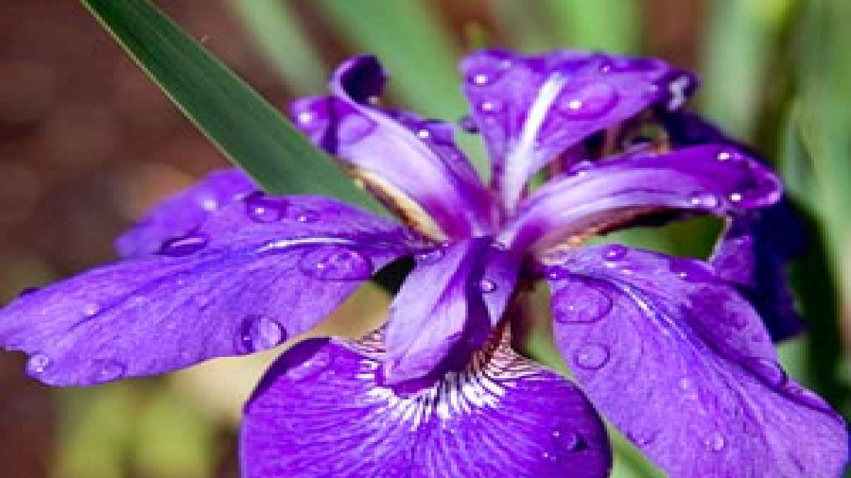 5 Easy To Grow January Plants - Boldsky.com