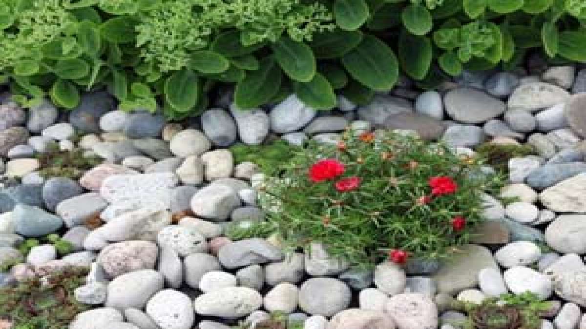 How To Use Pebbles For Gardening? - Boldsky.com