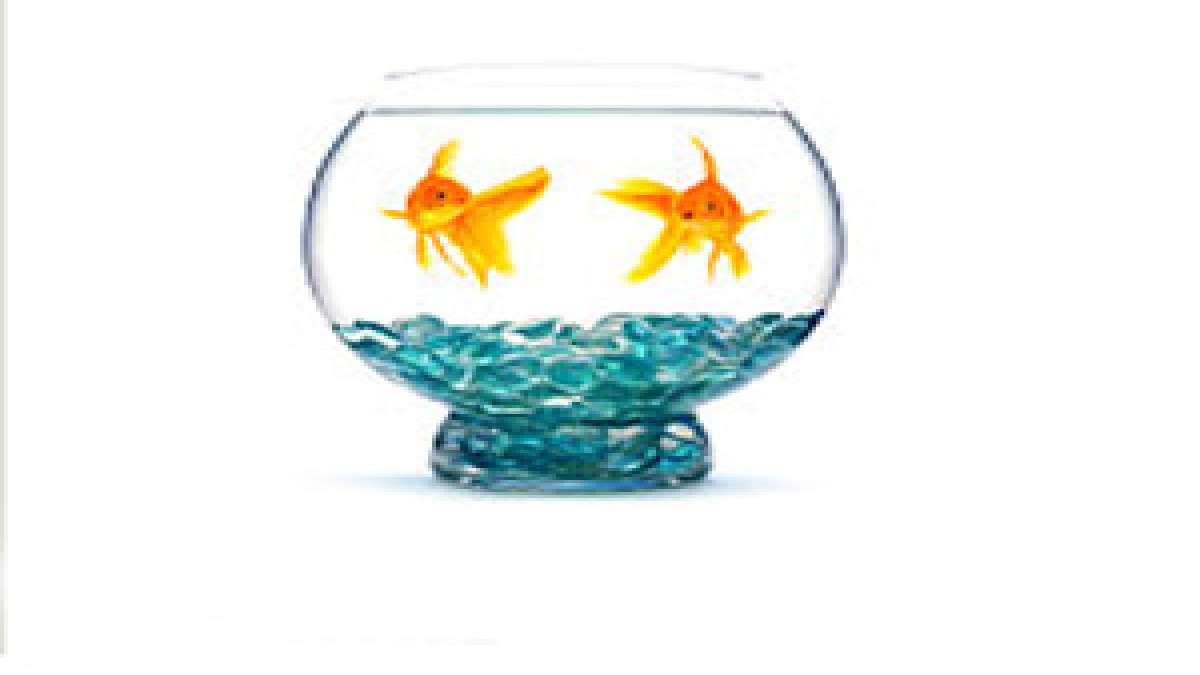 How To Pair Pet Fish In A Bowl? - Boldsky.com