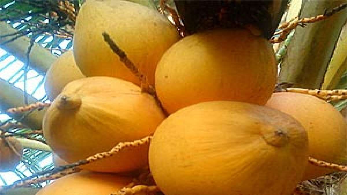 Top 5 Healthy Alternatives For Water - Boldsky.com