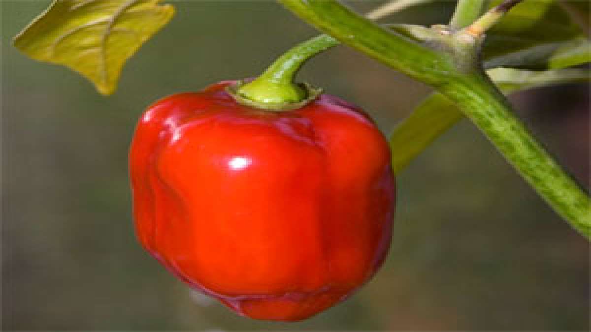 Top 5 Hottest Chillies In The World - Boldsky.com