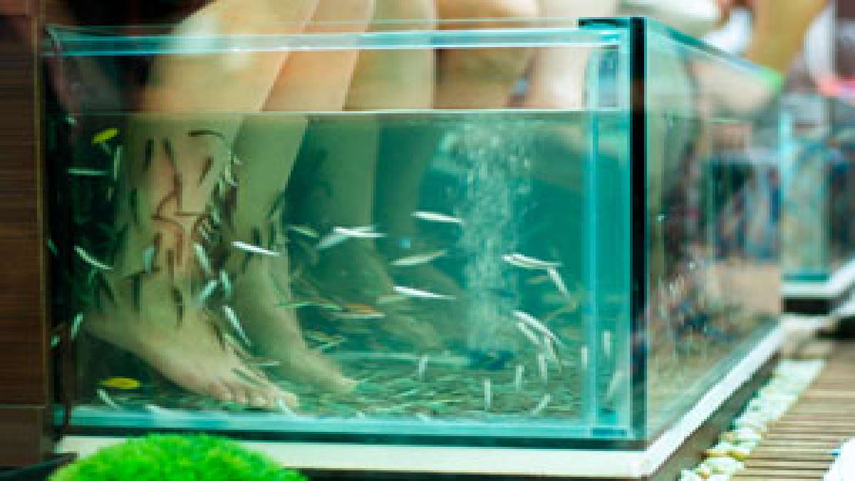 Benefits Of 'Tickling' Fish Spa? - Boldsky.com