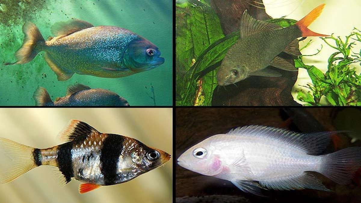 7 Most Aggressive Fish For Your Tank - Boldsky.com