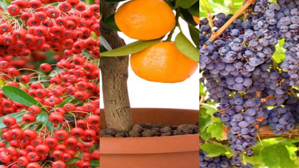 Fruits Trees To Grow At Home - Boldsky.com