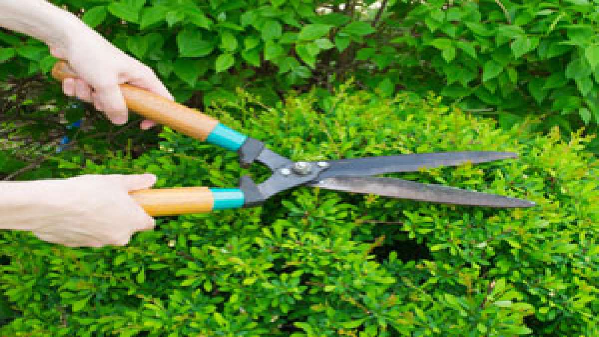 5 Different Ways To Prune Your Plants - Boldsky.com