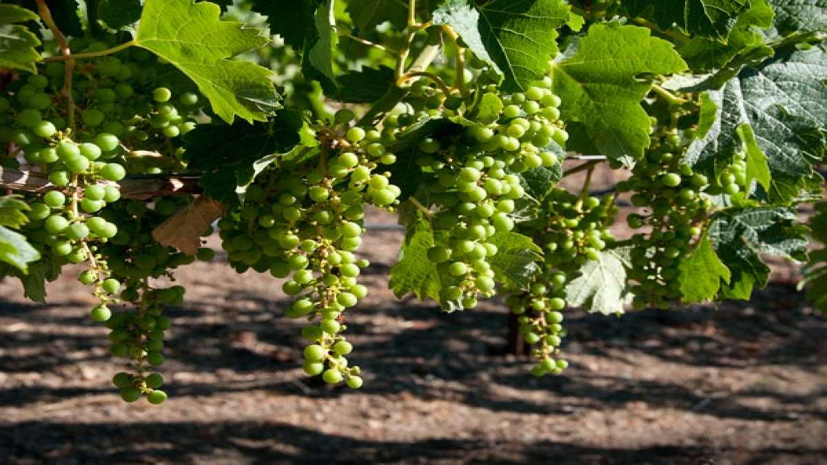 Fruit Vines To Grow At Home - Boldsky.com