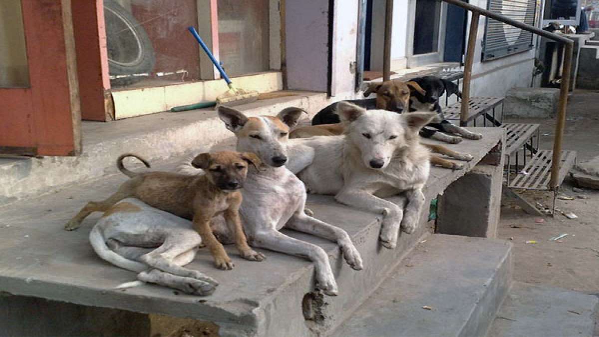 Rules For Adopting Stray Dogs - Boldsky.com