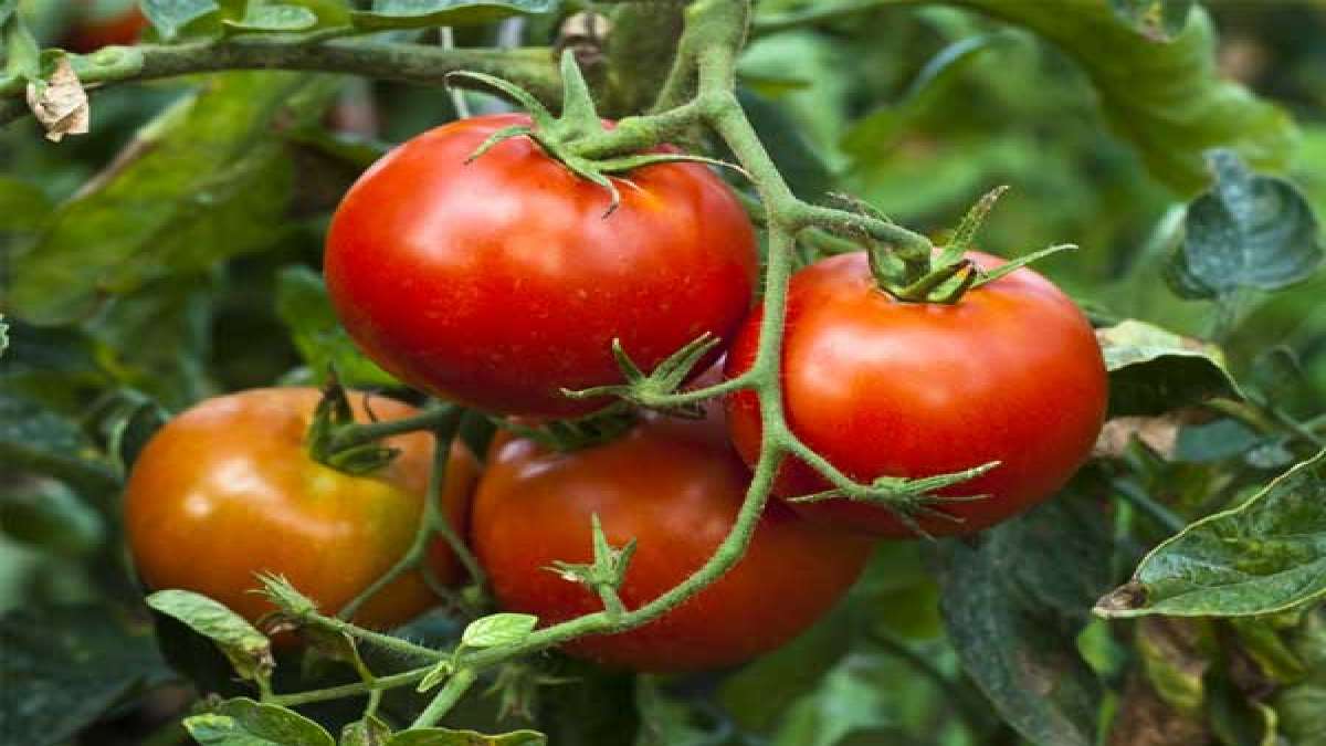 8 Steps To Grow Tomato Plant From Seeds - Boldsky.com