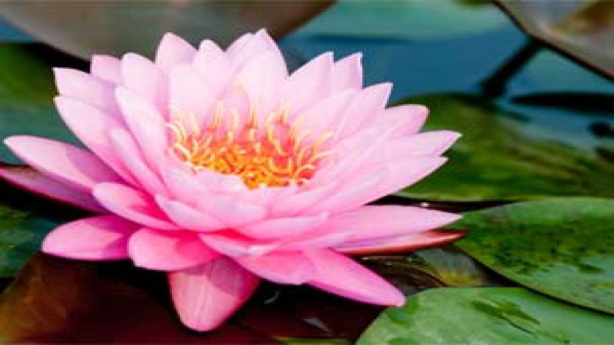 Monsoon Flowers For Garden - Boldsky.com