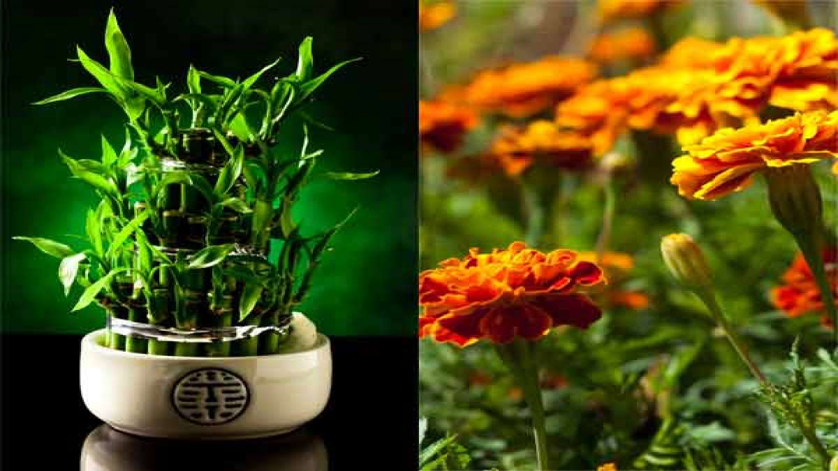 5 Fastest Growing Plants - Boldsky.com