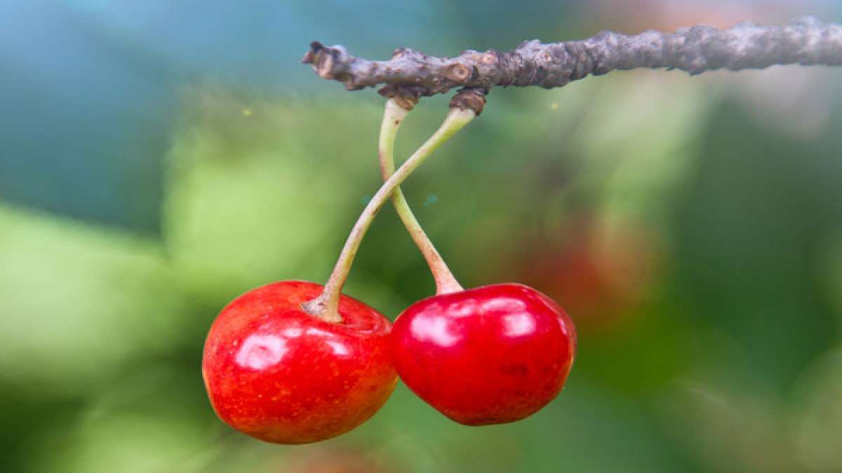 Tips To Grow Cherry Plants - Boldsky.com