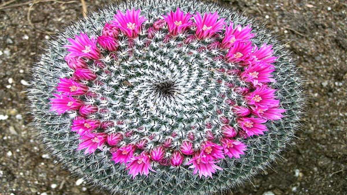 10 Types Of Cactus To Grow At Home - Boldsky.com