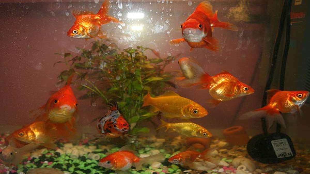 Types Of Goldfish For Your Aquarium - Boldsky.com