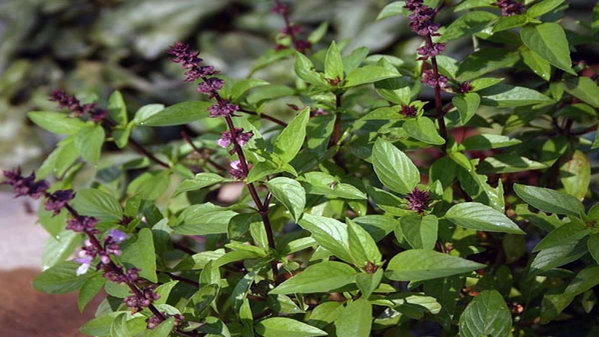 Tips To Care For Holy Basil Plant - Boldsky.com