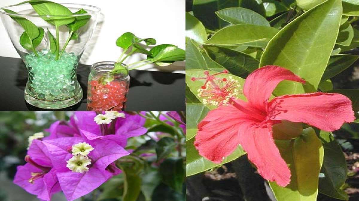 Top 10 Common Indian Garden Plants - Boldsky.com