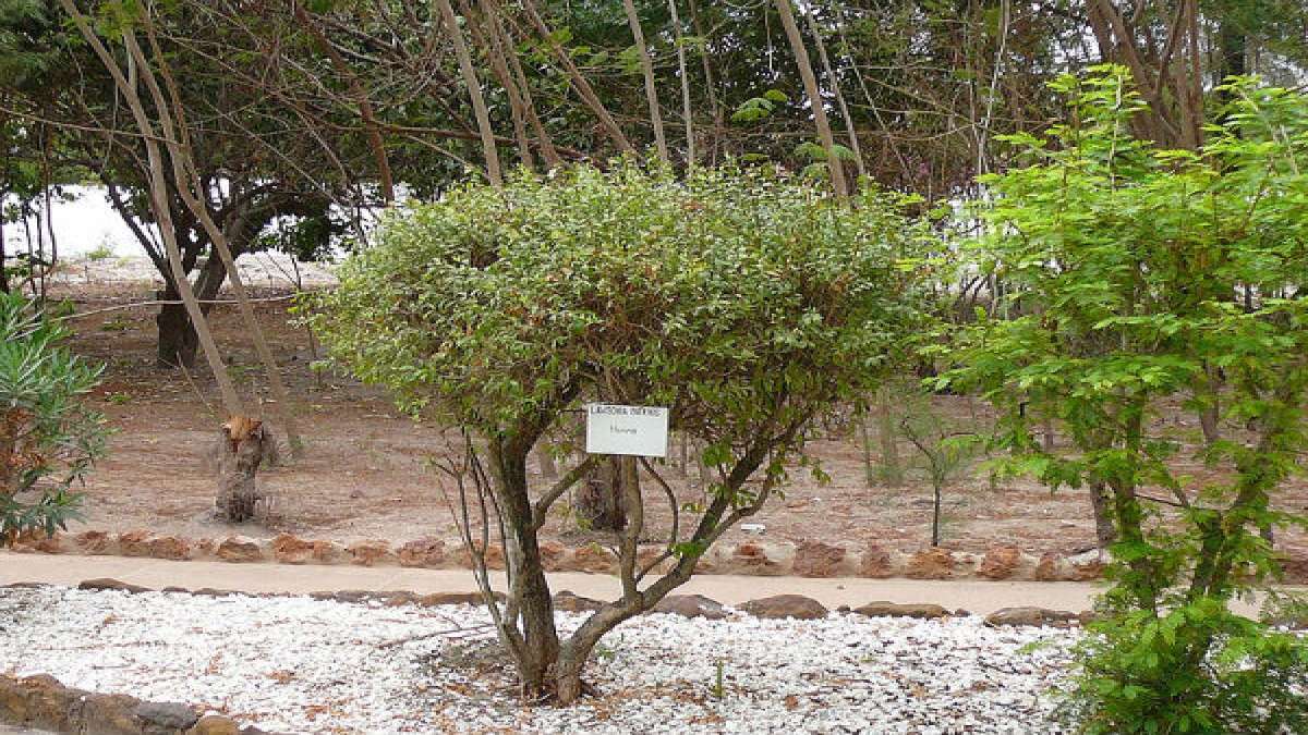 Tips To Grow Henna Plant At Home - Boldsky.com