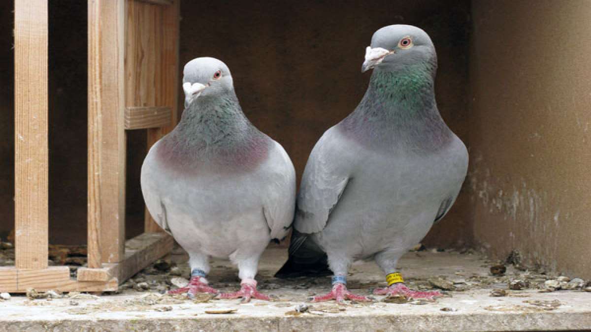 Bird Care Tips For Pet Pigeons - Boldsky.com