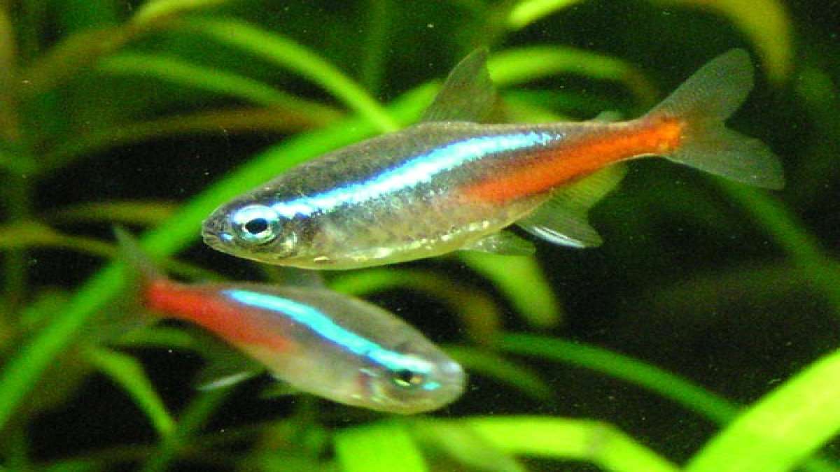 Non Aggressive Aquarium Fish For Fish Lovers! - Boldsky.com