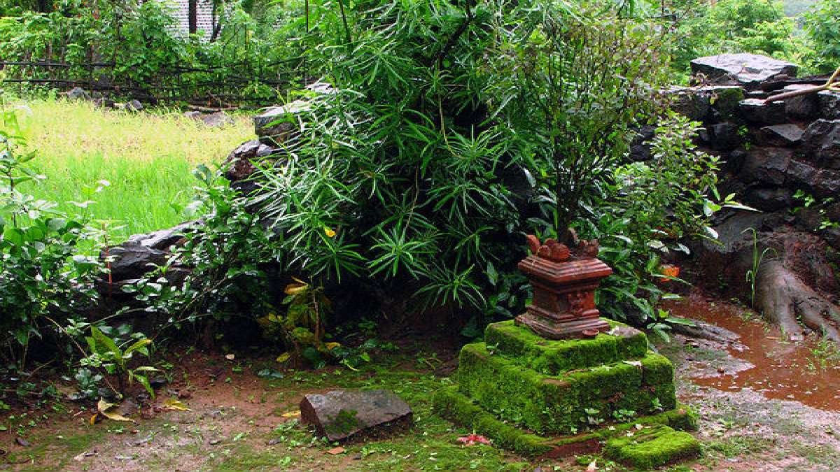 Know Here The Complete Story Of The Tulsi Plant - Boldsky.com