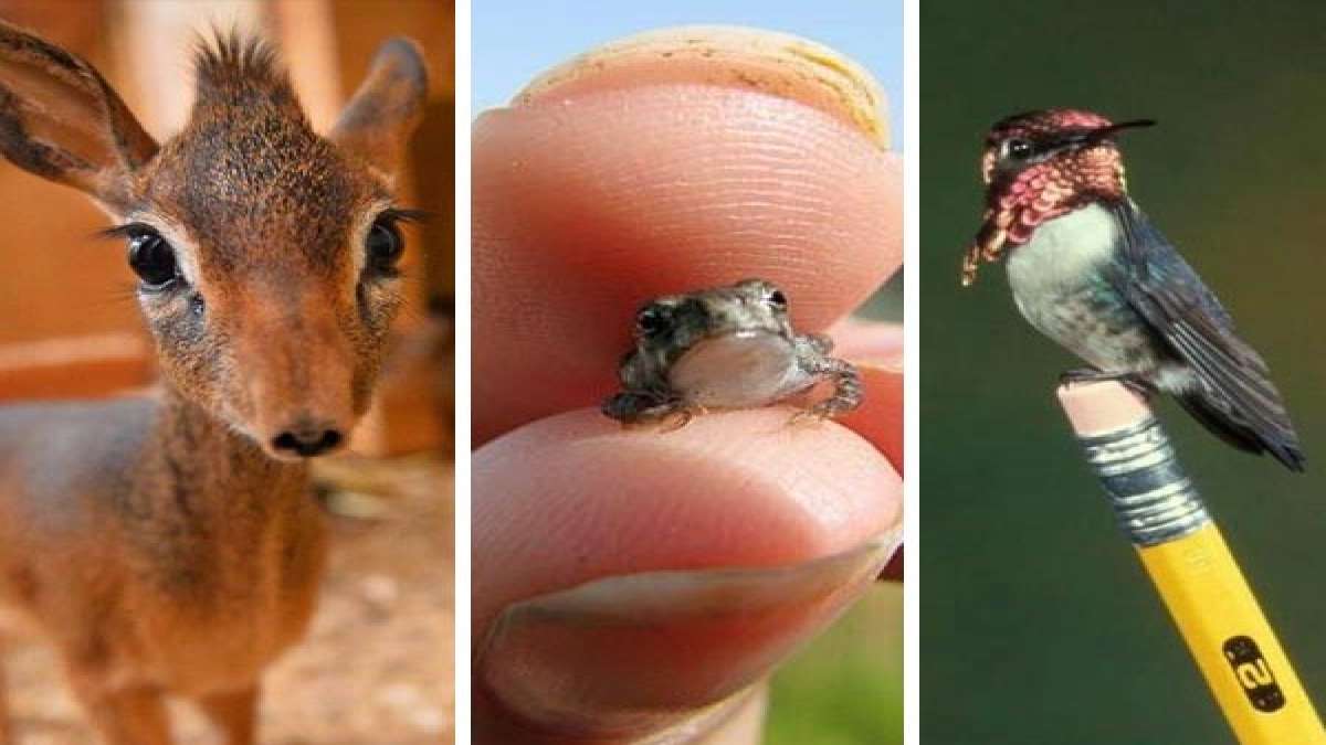 14 Smallest Animals In The World - Boldsky.com