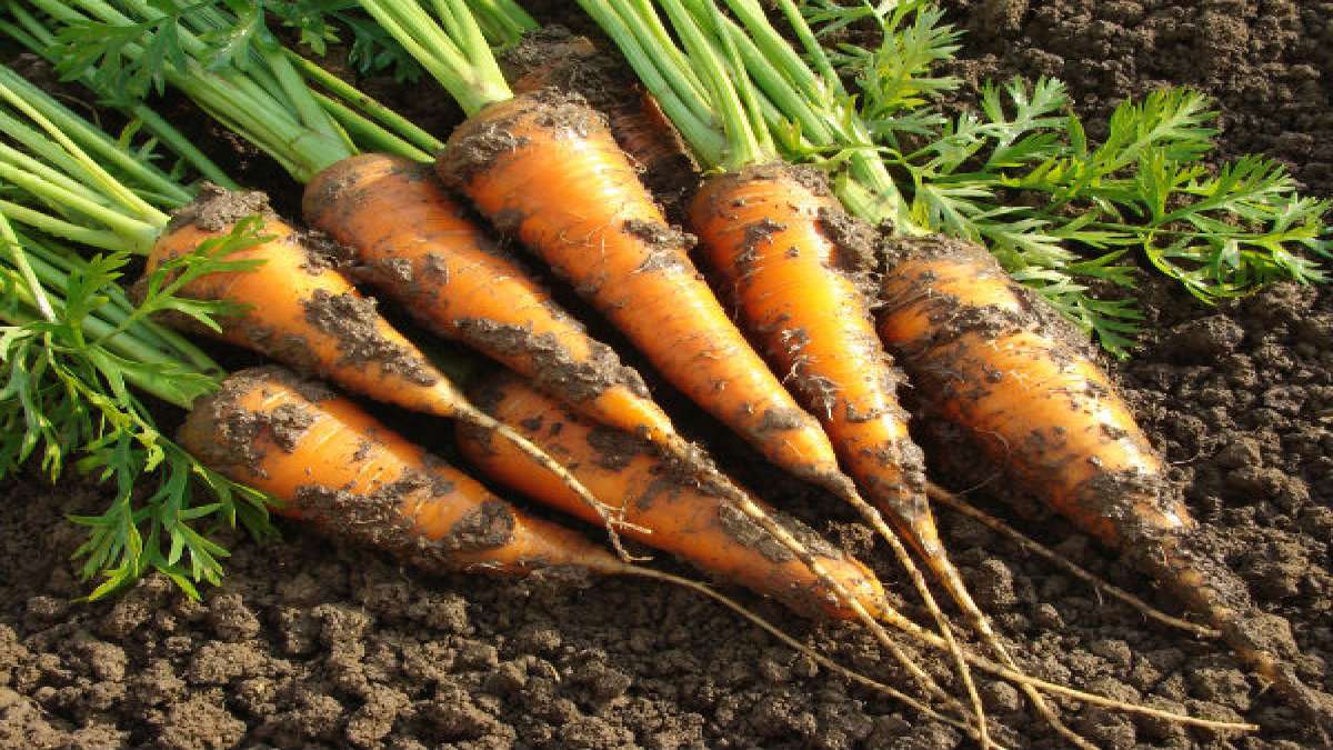 10 Carrot Gardening Tips To Follow - Boldsky.com