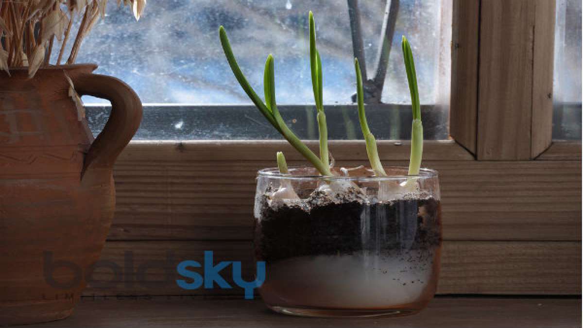 Tips To Grow Garlic At Home - Boldsky.com