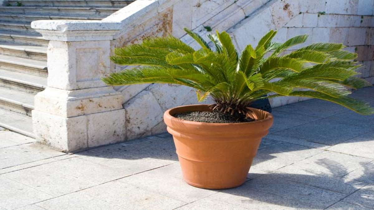 Caring For Indoor Coconut Palm: Tips - Boldsky.com