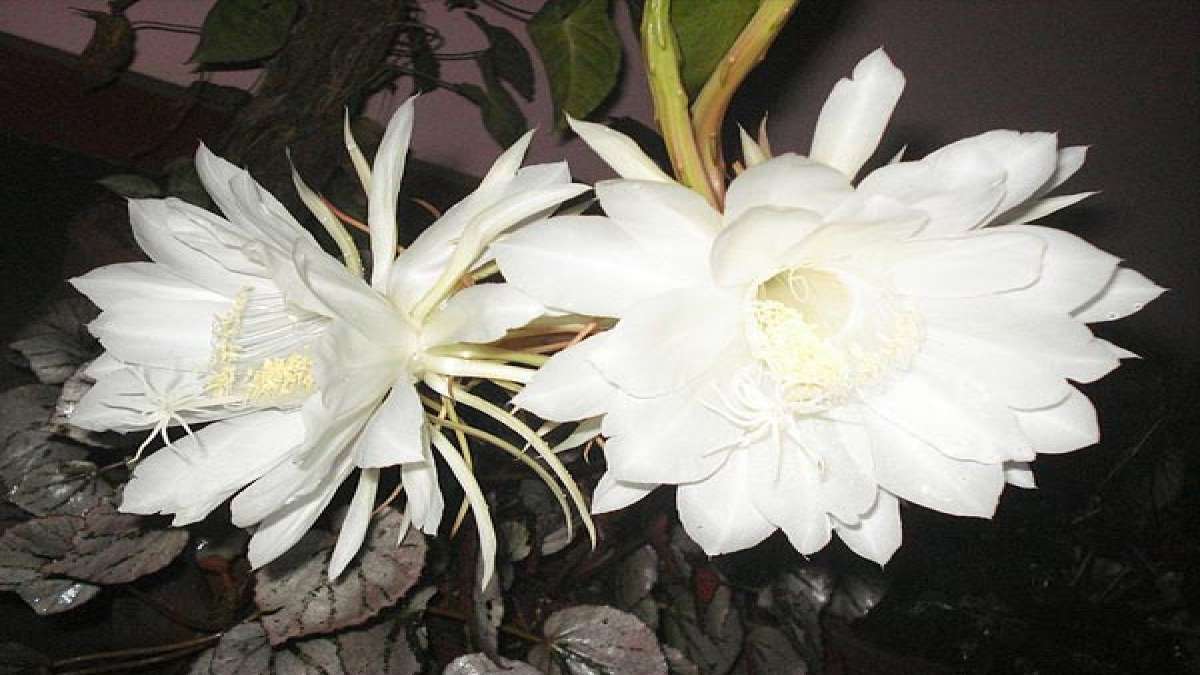 10 Night Blooming Flowers That Are White - Boldsky.com