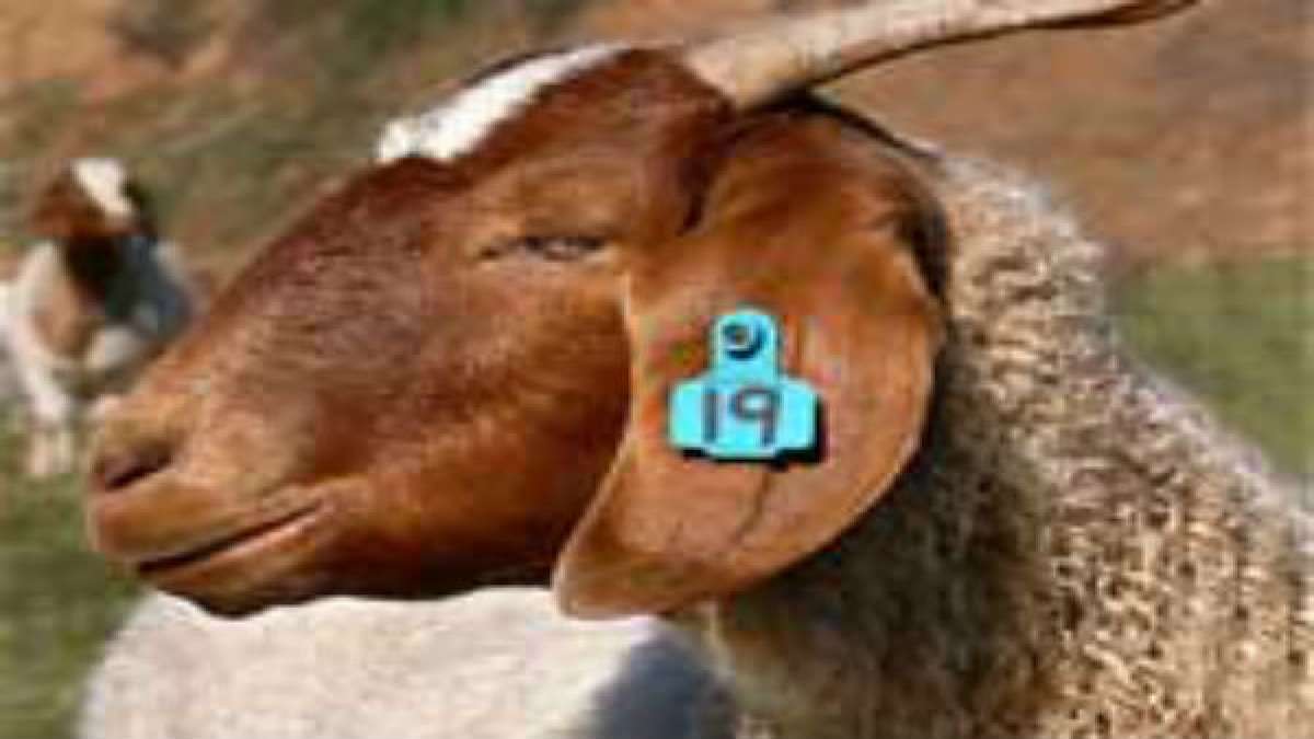 Significance Of Animal Sacrifice During Bakrid - Boldsky.com