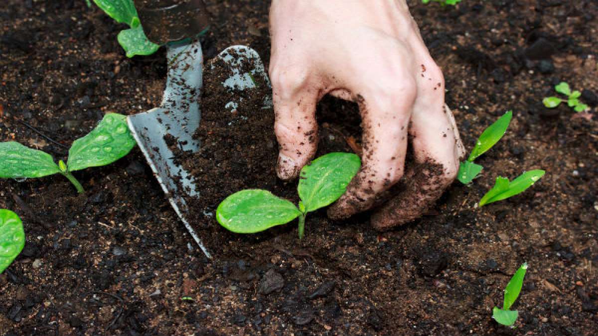 Efficient Ways To Manure A Vegetable Garden - Boldsky.com