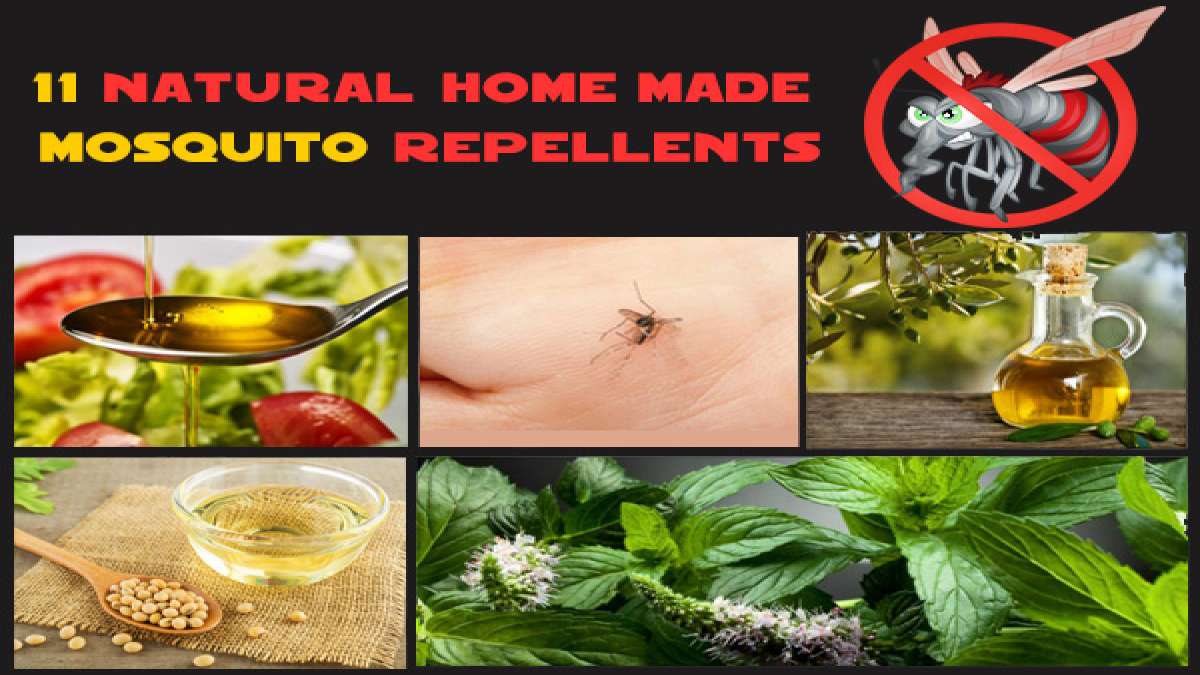 11 Natural Homemade Mosquito Repellents - Boldsky.com