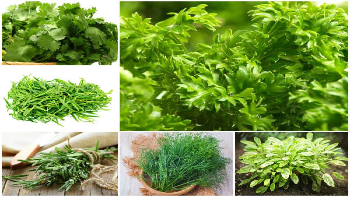 10 Best Healing Herbs You Can Eat Everyday - Boldsky.com