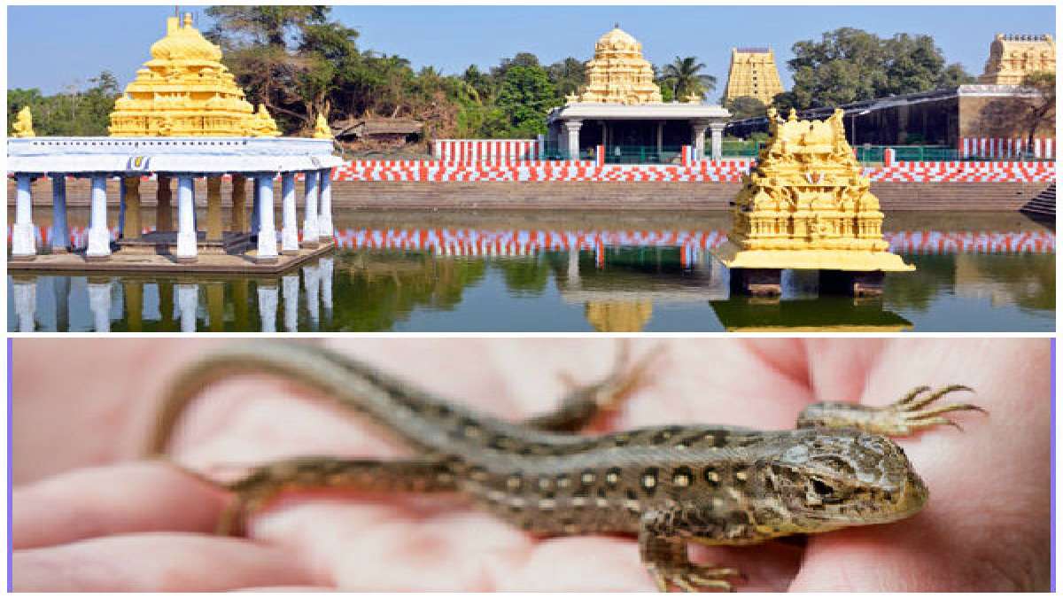 Gauli Shastra And How It Affects Our Life - Boldsky.com