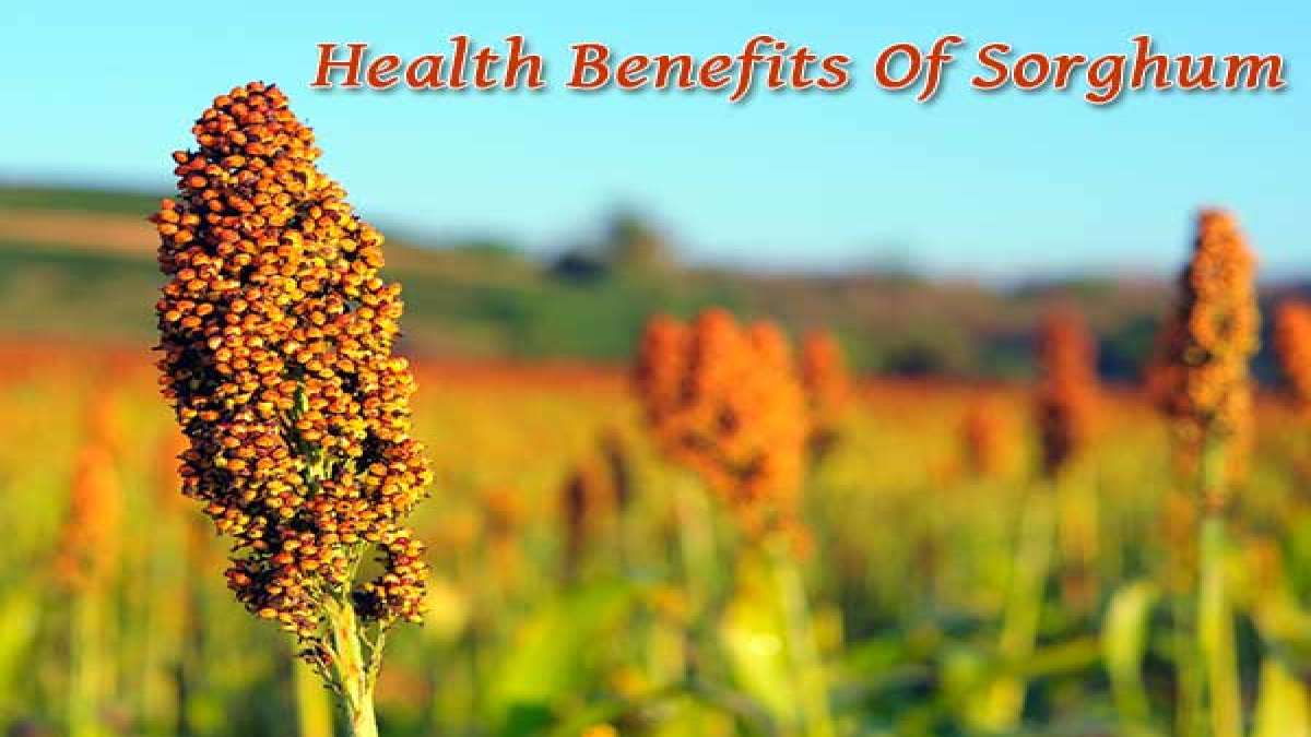 Health Benefits Of Sorghum - Boldsky.com